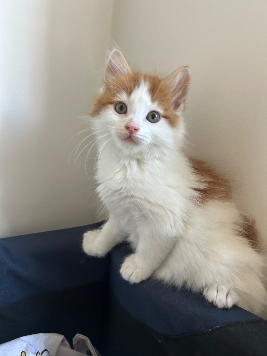 Pringle - Female Domestic Medium Hair (DMH) Cat in VIC - PetRescue