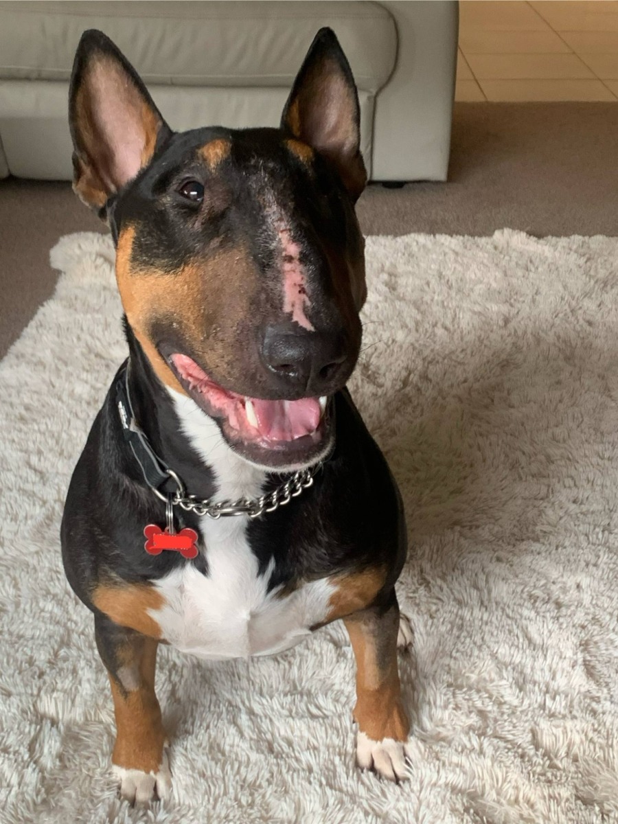 Sammi - Medium Male Bull Terrier Dog in VIC - PetRescue