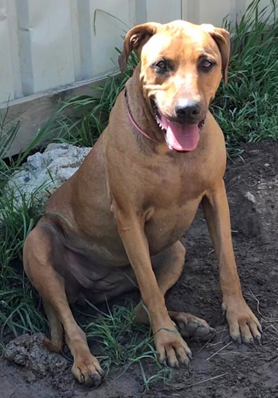Roxy - Large Female Rhodesian Ridgeback Dog in NSW - PetRescue