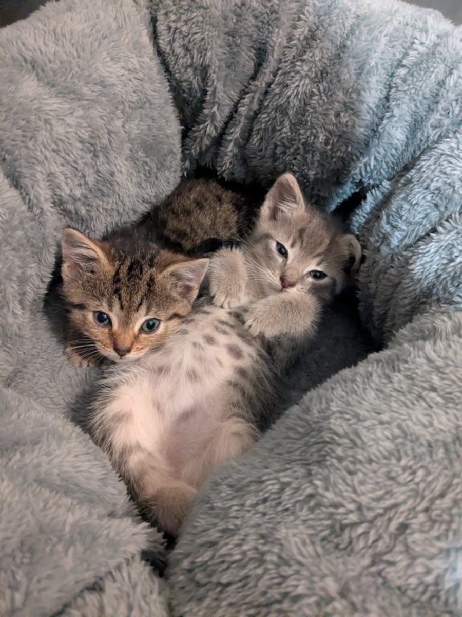 Juliet & Storm - Male Domestic Short Hair (DSH) Cat in VIC - PetRescue