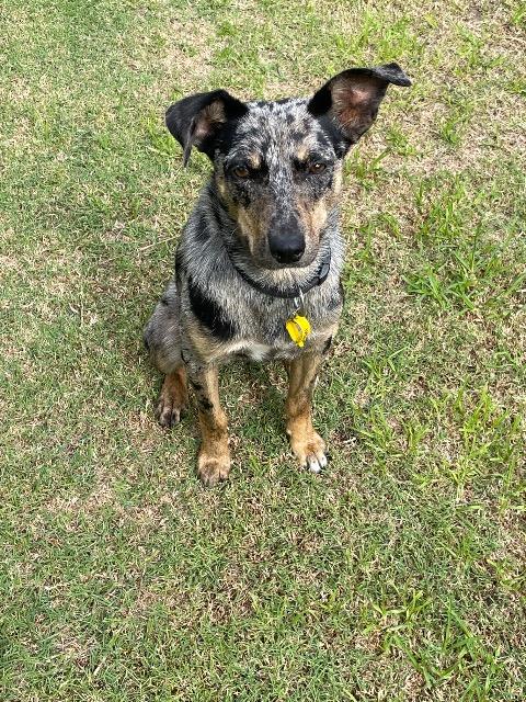 Lula - Medium Female Mixed breed Mix Dog in WA - PetRescue