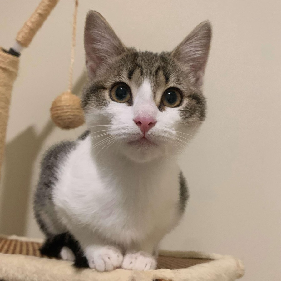 Sunraysia Animal Rehousing Group - PetRescue