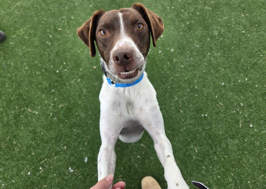 Bluey imp 1240 - Small Male Pointer Mix Dog in NSW - PetRescue