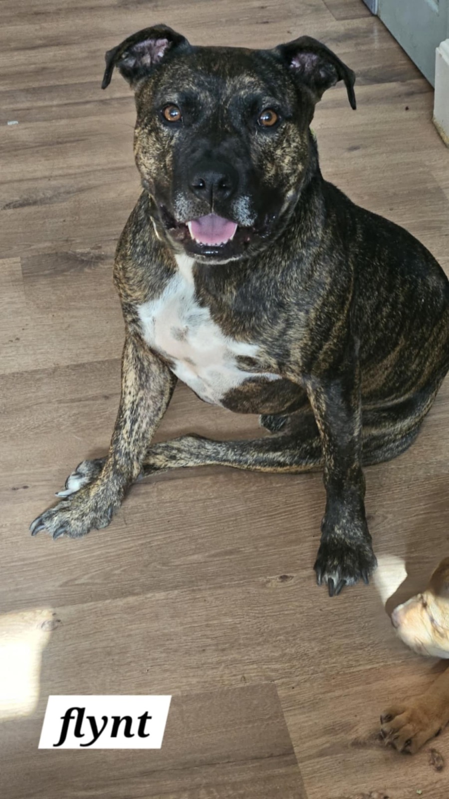 Flynt - Medium Male Staffordshire Bull Terrier Dog in VIC - PetRescue