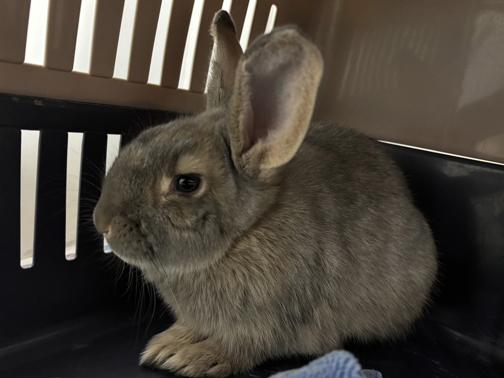 Honey-Bun - Female Netherland Dwarf Mix Rabbit in VIC - PetRescue