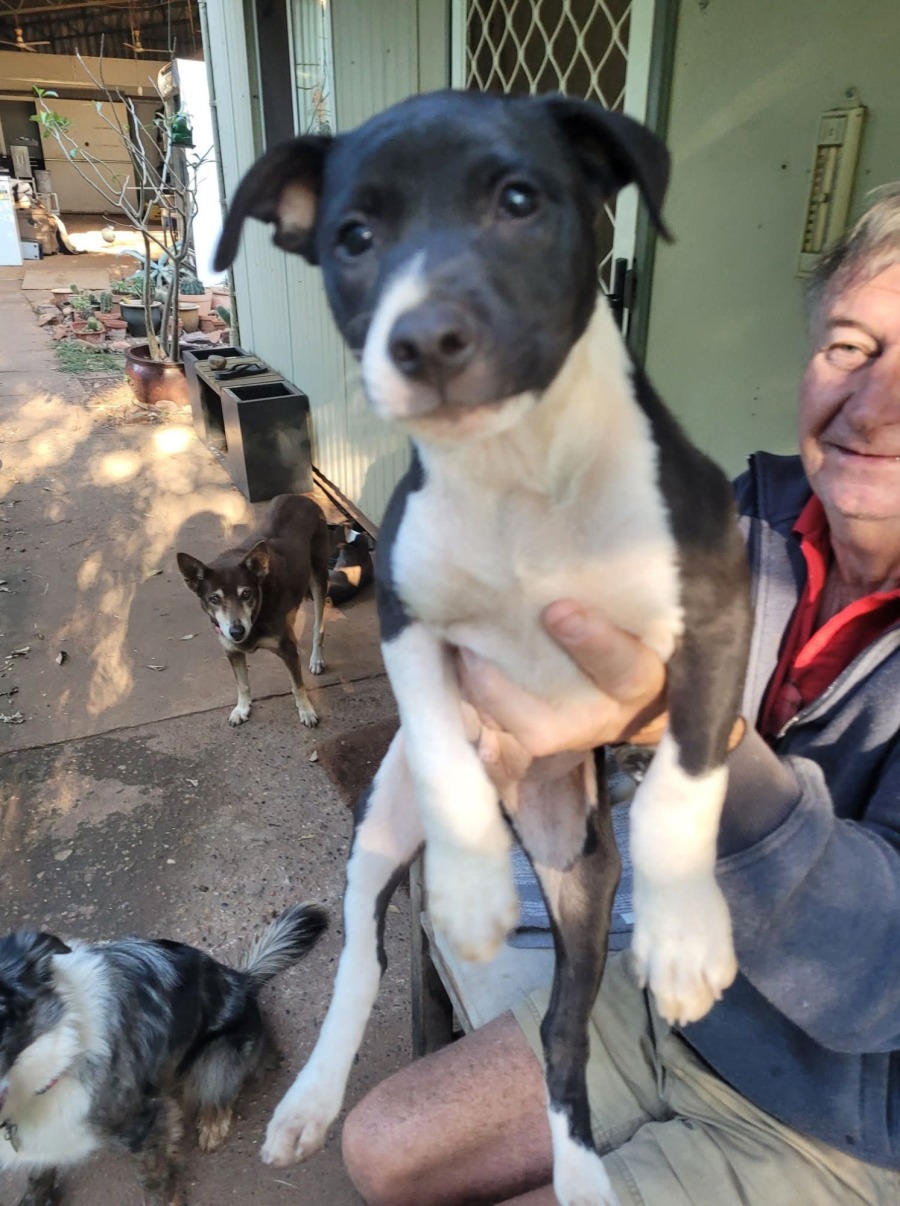 Kimberley Animals, Nature & Education Inc. (KANE) - PetRescue