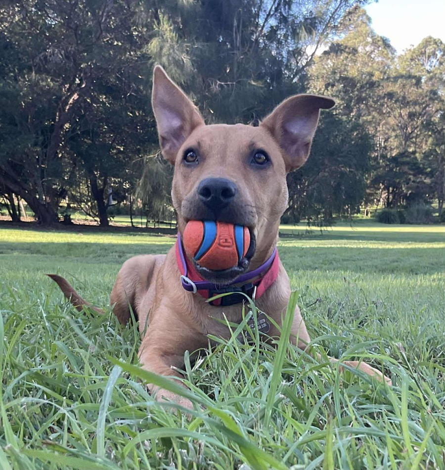 Boone - Medium Male Rhodesian Ridgeback x Australian Cattle Dog Mix Dog ...
