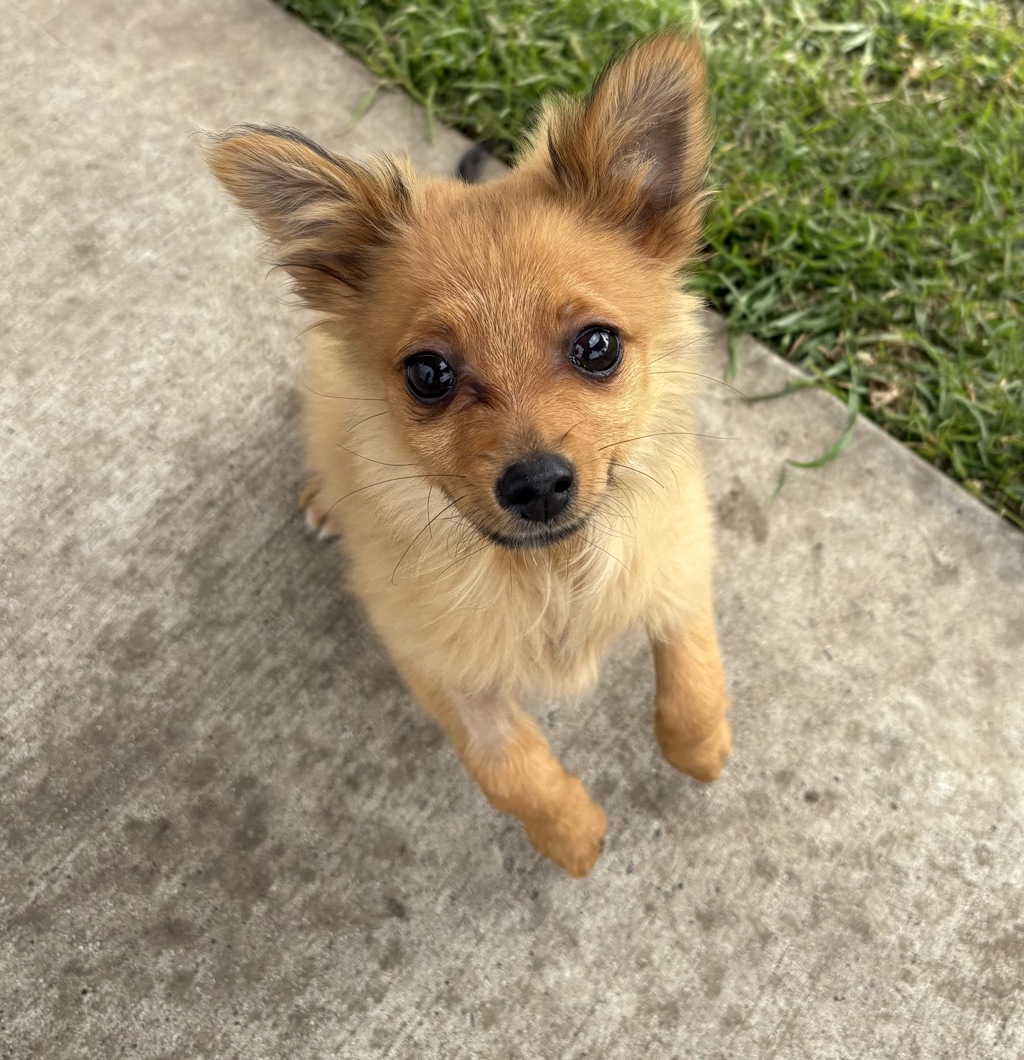 Rocky - Small Male Fox Terrier x Pomeranian Mix Dog in VIC - PetRescue