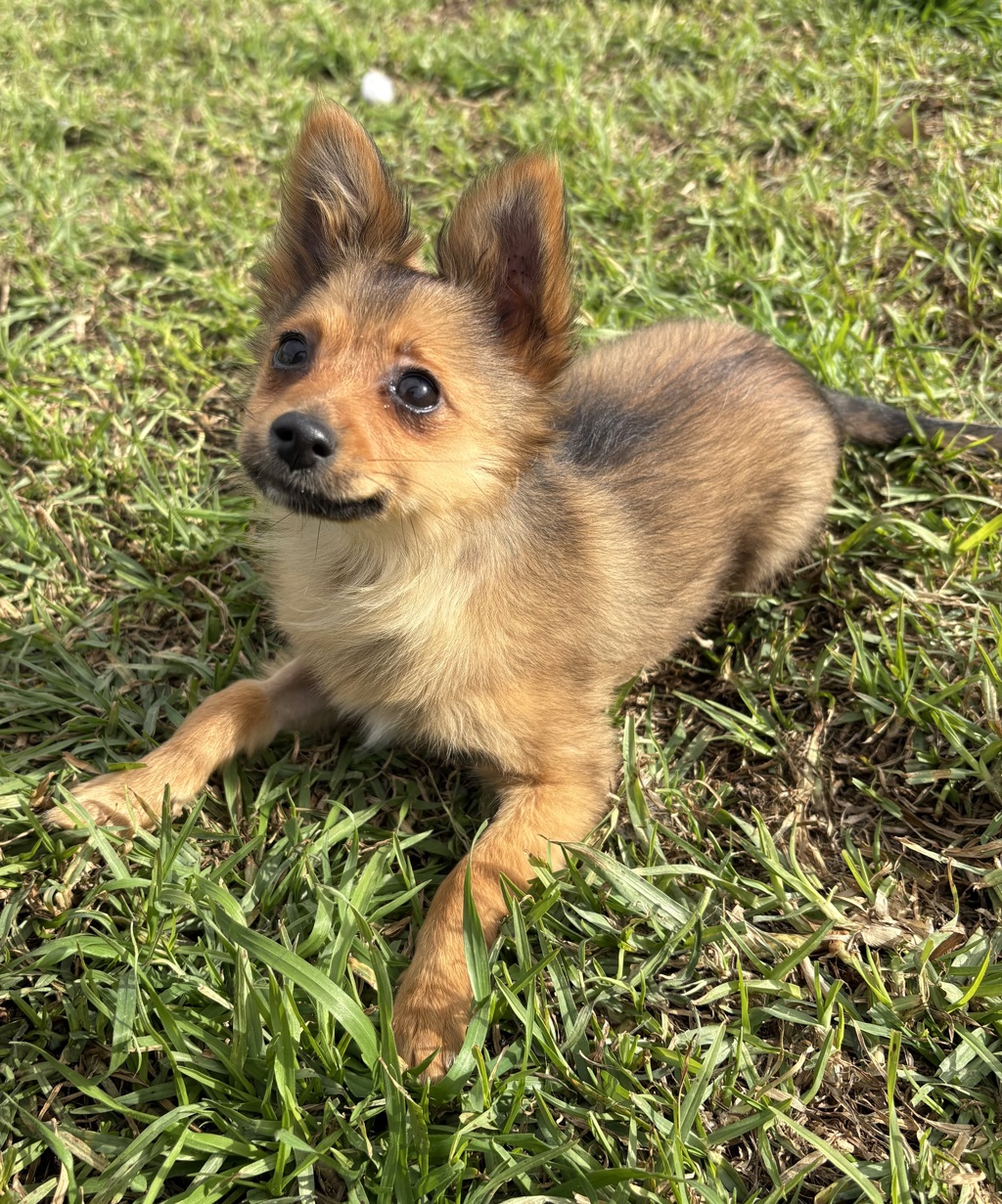 Ruby - Small Female Fox Terrier x Pomeranian Mix Dog in VIC - PetRescue