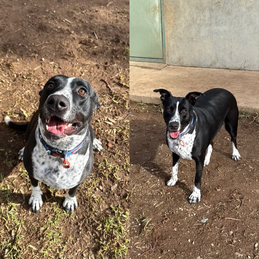 Misha - Medium Female Bull Arab Mix Dog in VIC - PetRescue