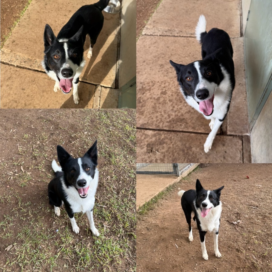 Ronky - Medium Male Border Collie Dog in VIC - PetRescue