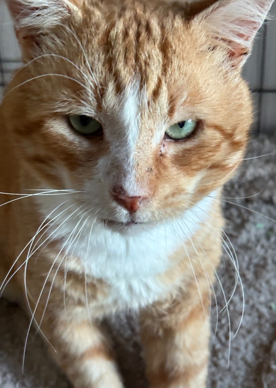 Bandito - Male Domestic Short Hair (DSH) Cat in NSW - PetRescue