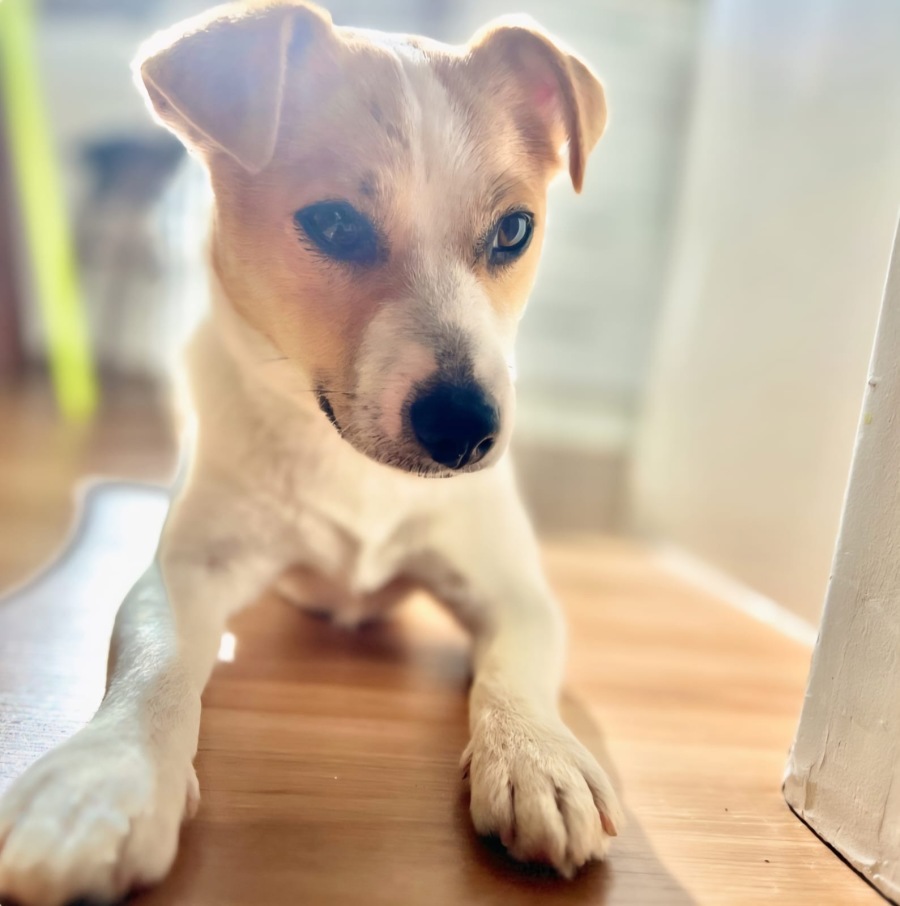 Noodle - Small Male Jack Russell Terrier x Japanese Spitz Mix Dog in ...