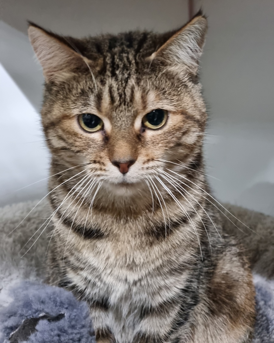 Jemima - Female Domestic Short Hair (DSH) Cat in VIC - PetRescue