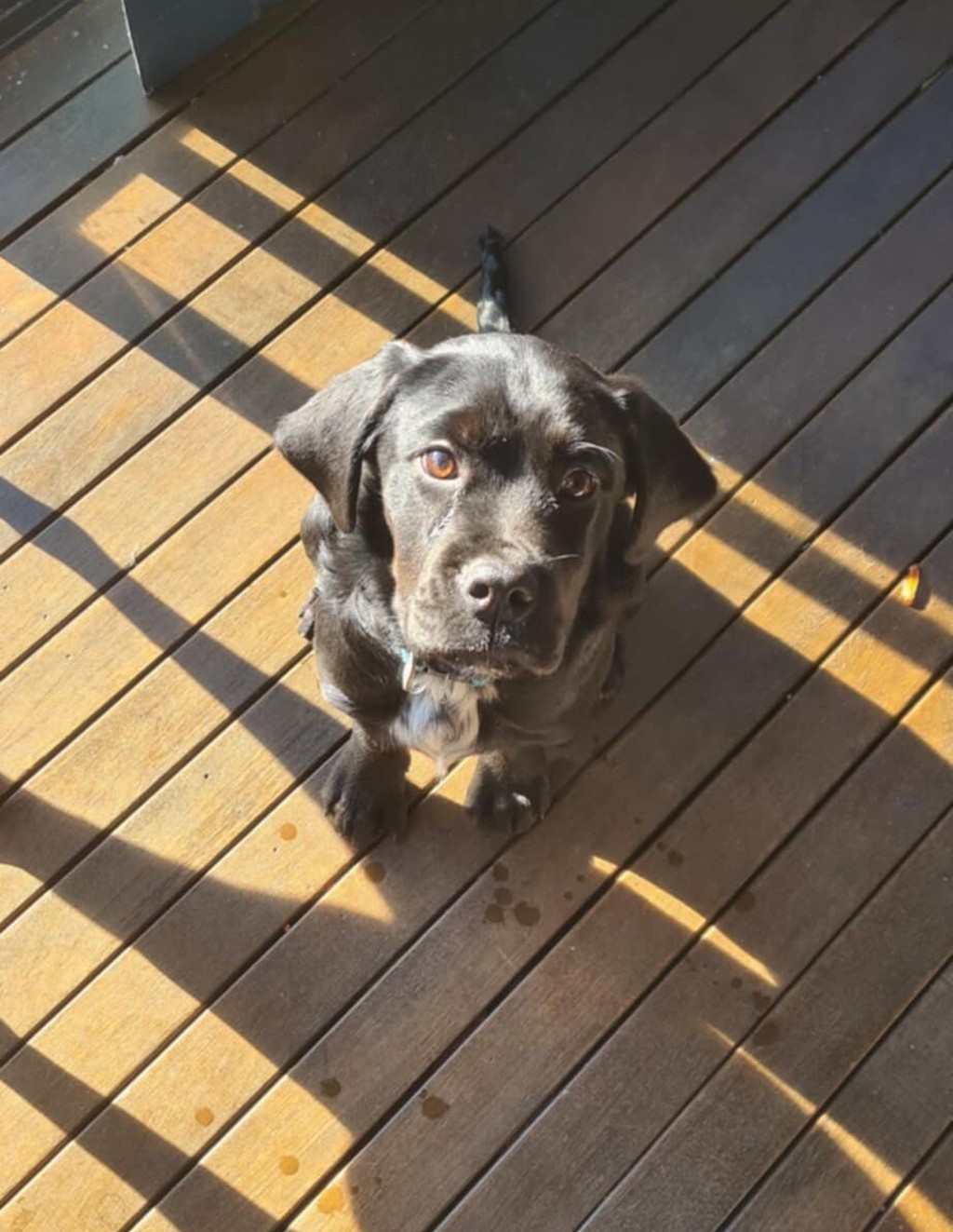 Geoffrey - Large Male English Springer Spaniel Mix Dog in VIC - PetRescue