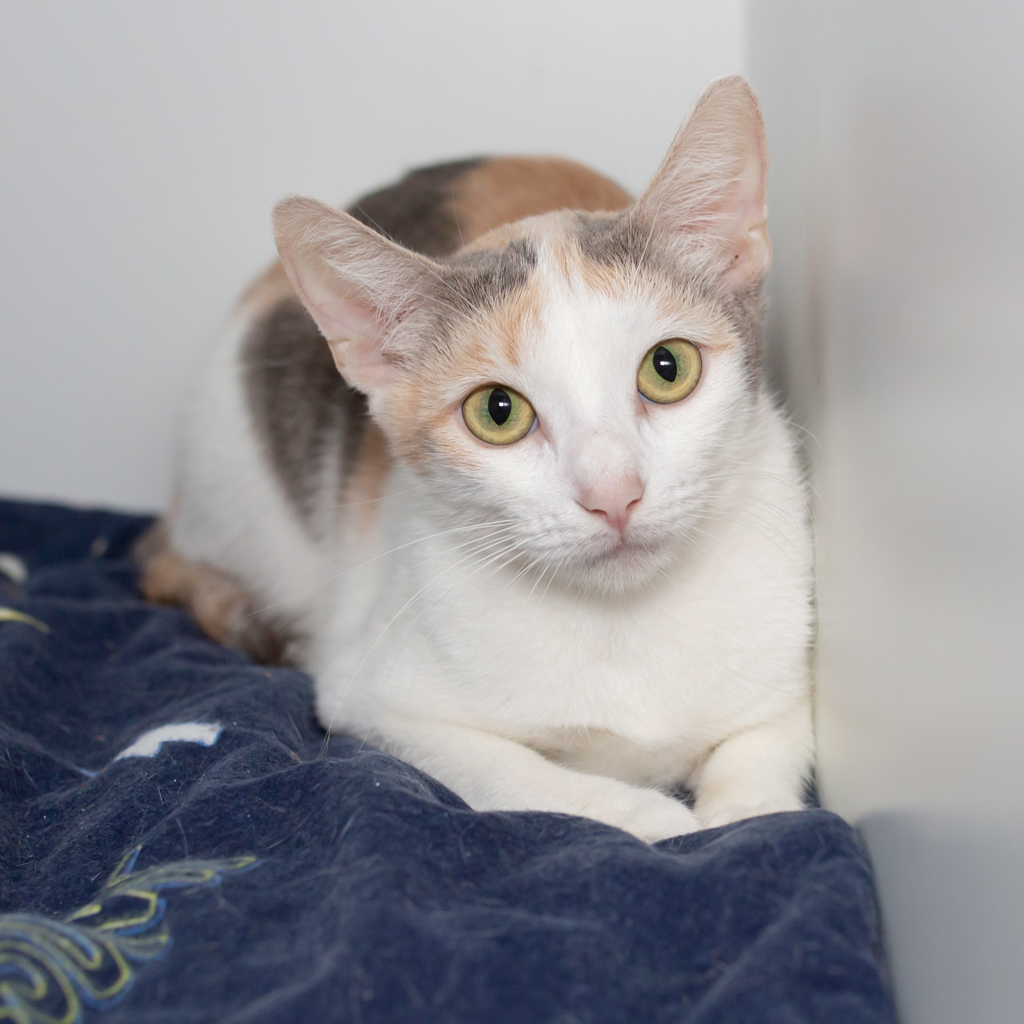 Calista - Female Domestic Short Hair Mix Cat in QLD - PetRescue