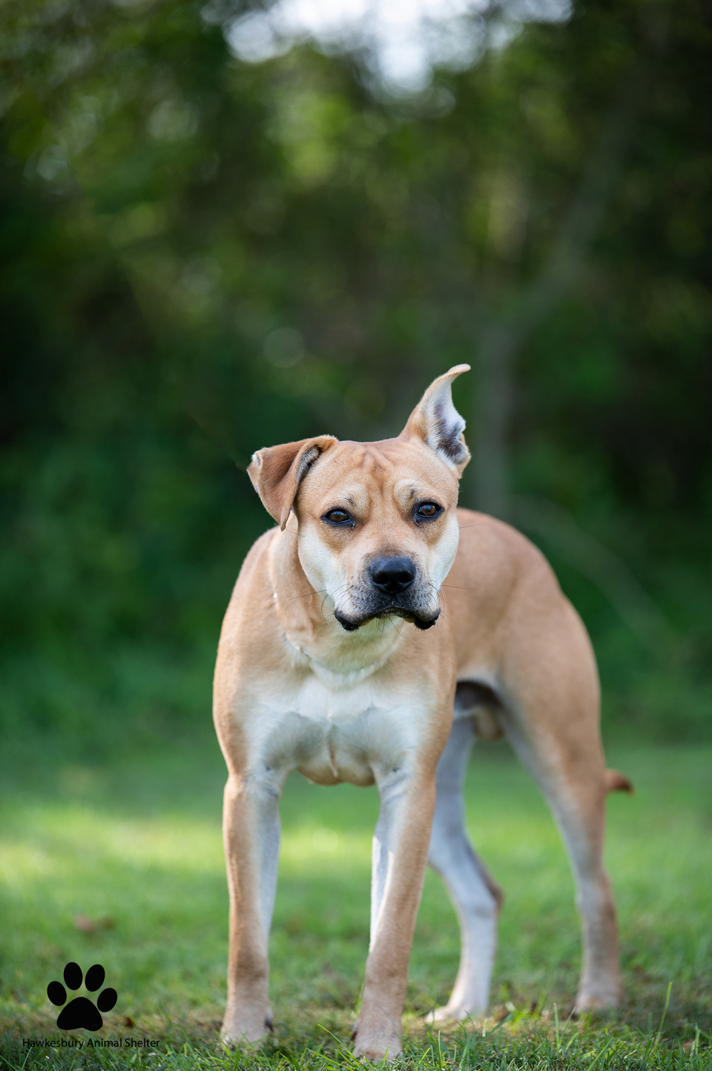 Reggie - Medium Male American Staffordshire Terrier Mix Dog in NSW ...