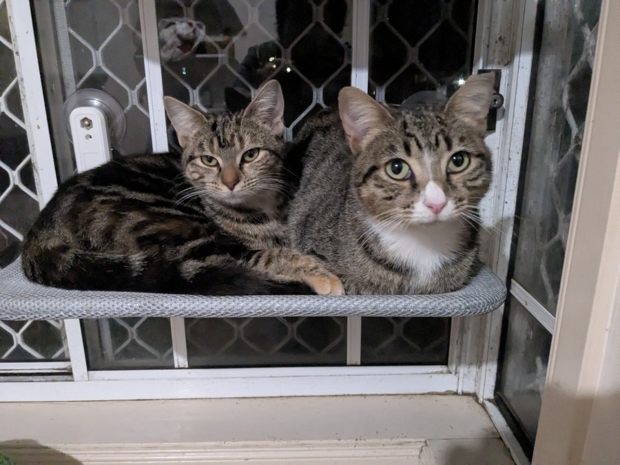 Miette and Blossom - Female Domestic Short Hair (DSH) Cat in NSW ...