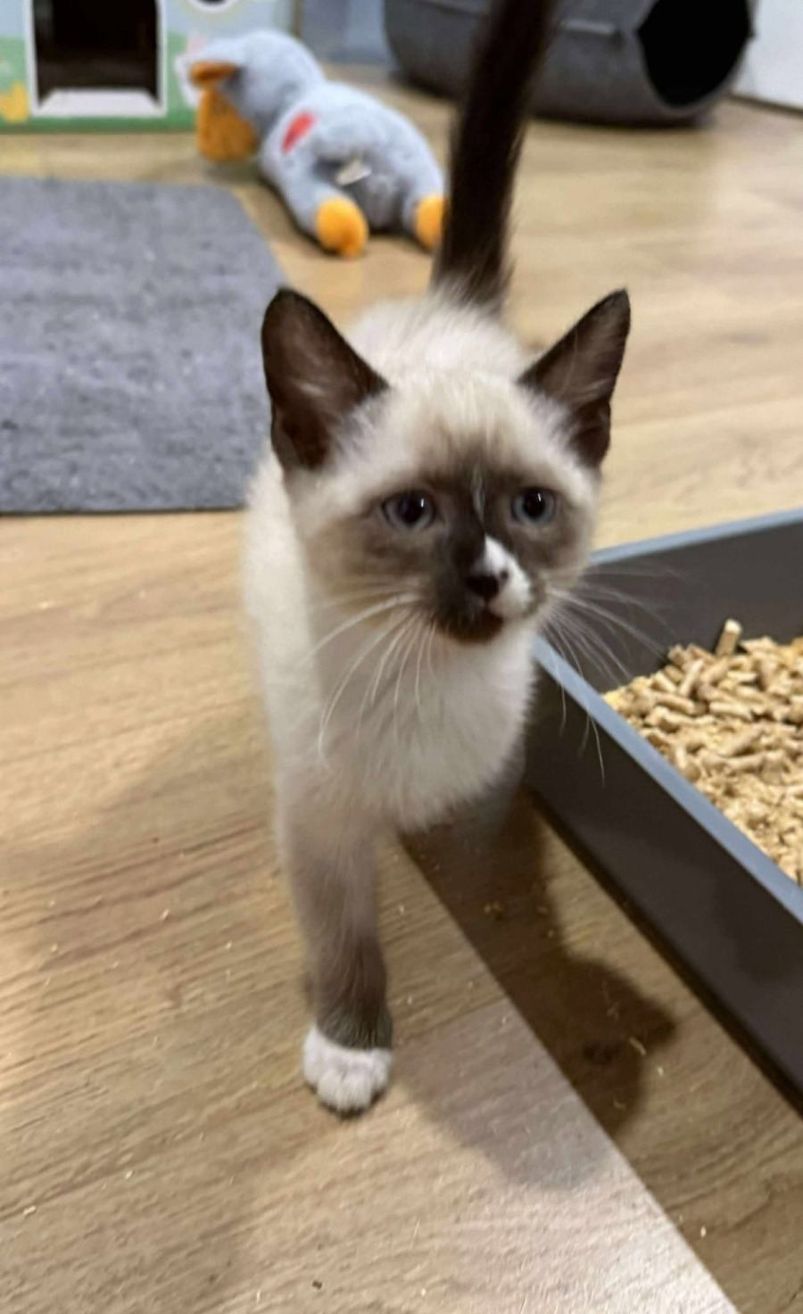 Leah - Female Ragdoll Mix Cat in QLD - PetRescue