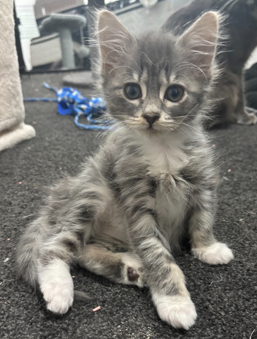 Ari 🌺 - Female Domestic Medium Hair (DMH) Cat in VIC - PetRescue