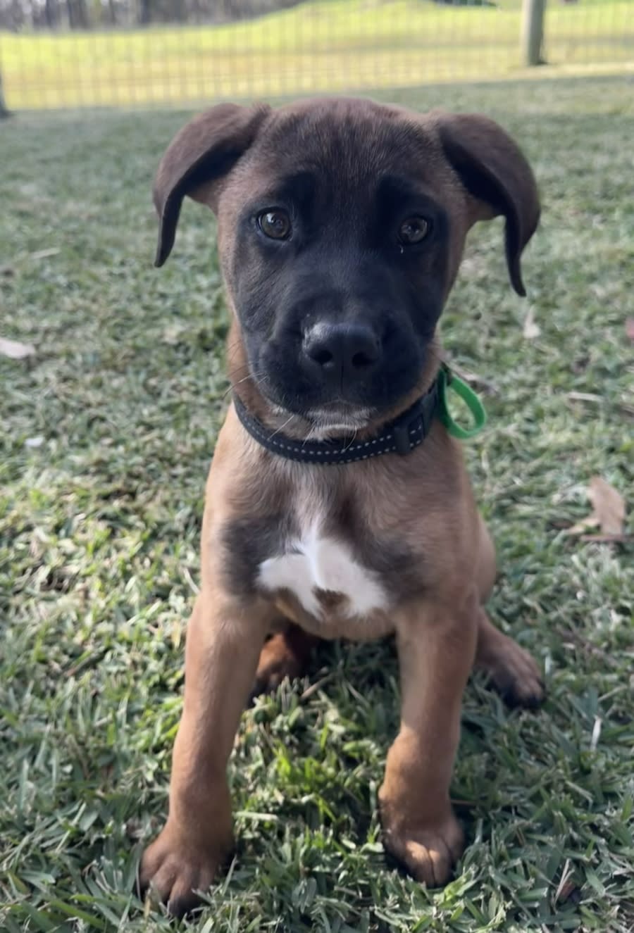 Maxie - Medium Female Mixed breed Dog in NSW - PetRescue