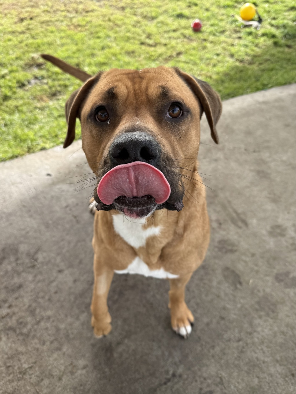 Tips - Large Male Rhodesian Ridgeback x American Staffy Mix Dog in VIC ...