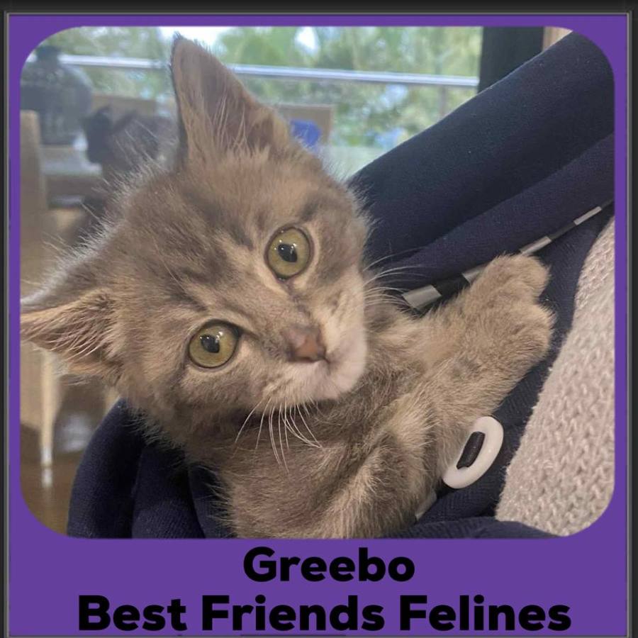 Greebo - Male Domestic Short Hair (DSH) Cat in QLD - PetRescue