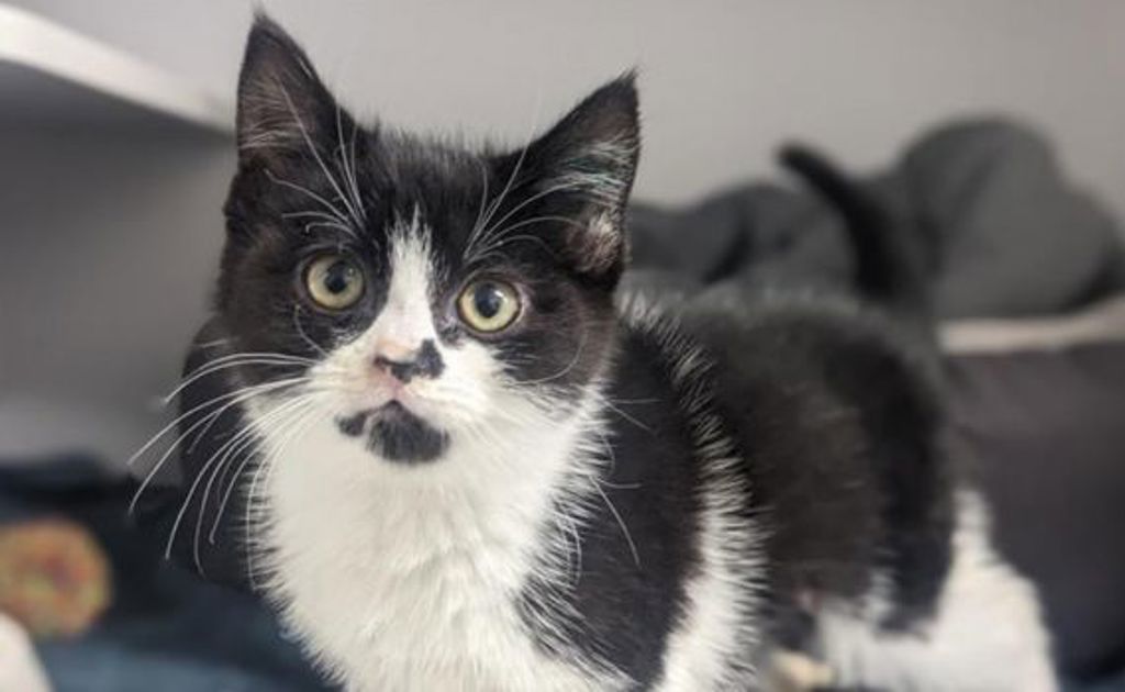 Cuddle Queen - Female Domestic Short Hair Mix Cat in VIC - PetRescue