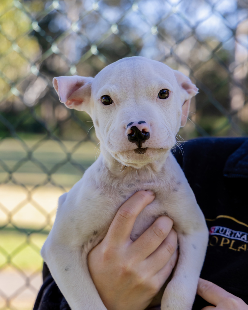 Fred - Medium Male Staffordshire Terrier Mix Dog in NSW - PetRescue