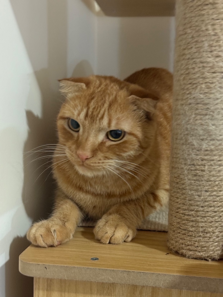 Cosmo - Male Scottish Fold Mix Cat in VIC - PetRescue