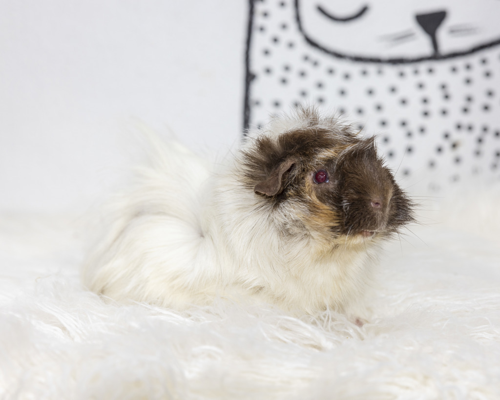 Chippy - Male Short-hair Abyssinian x Sheba Mini Yak Mix Guinea Pig in ...