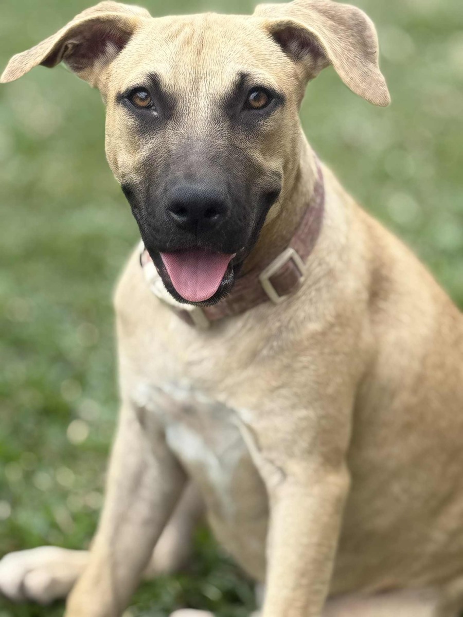 Roo - Medium Female Mastiff Mix Dog in QLD - PetRescue