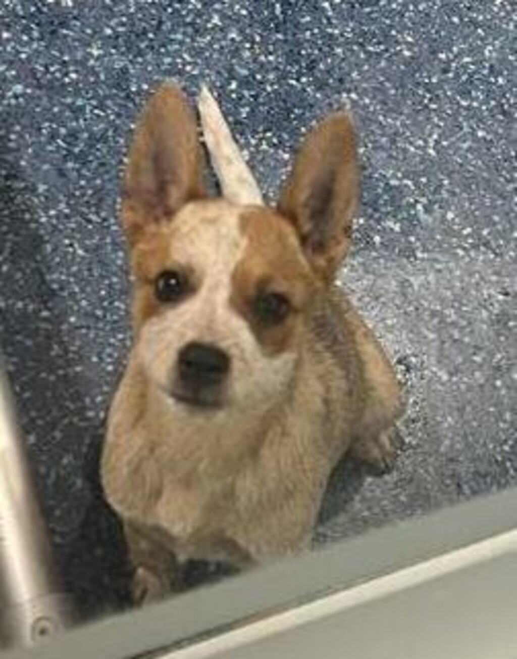 Dasher - Medium Male Australian Cattle Dog Mix Dog in QLD - PetRescue