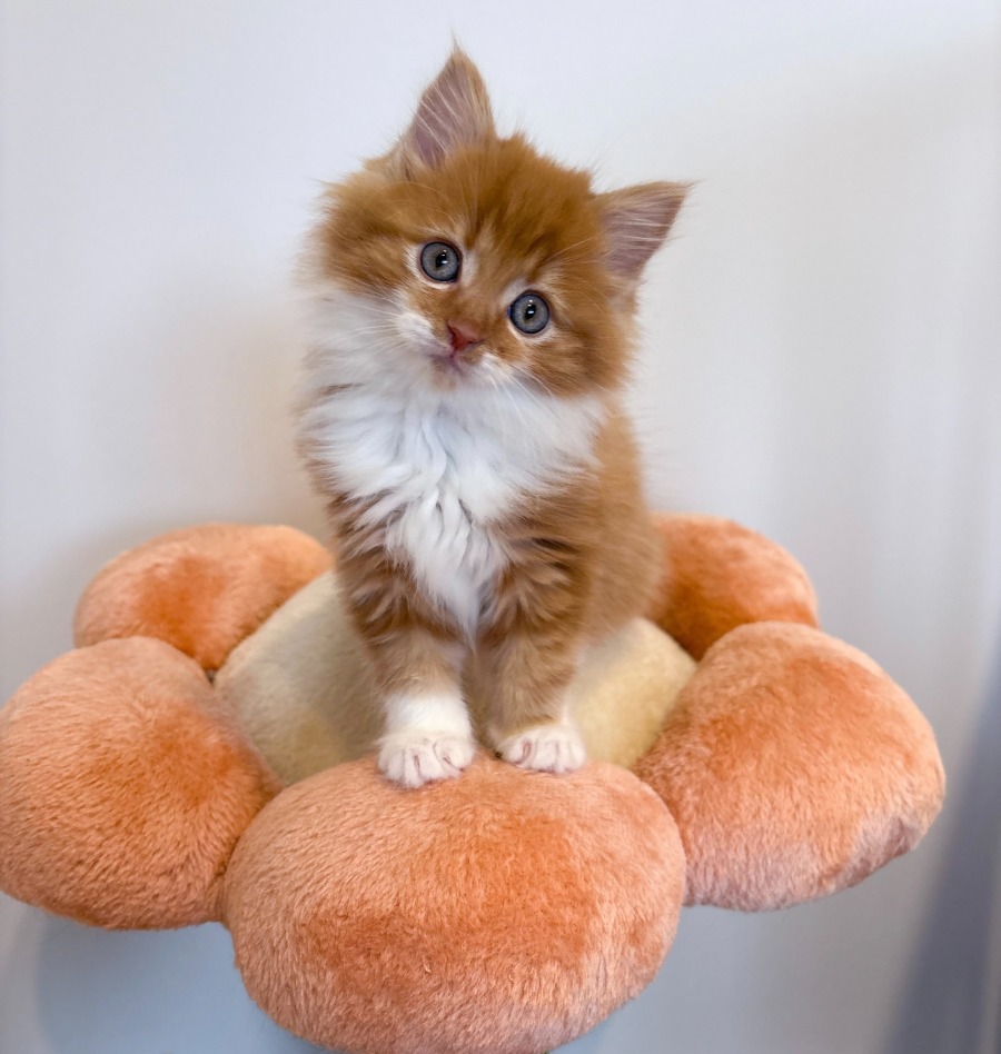 Crumpet - Male Domestic Long Hair (DLH) Cat in VIC - PetRescue