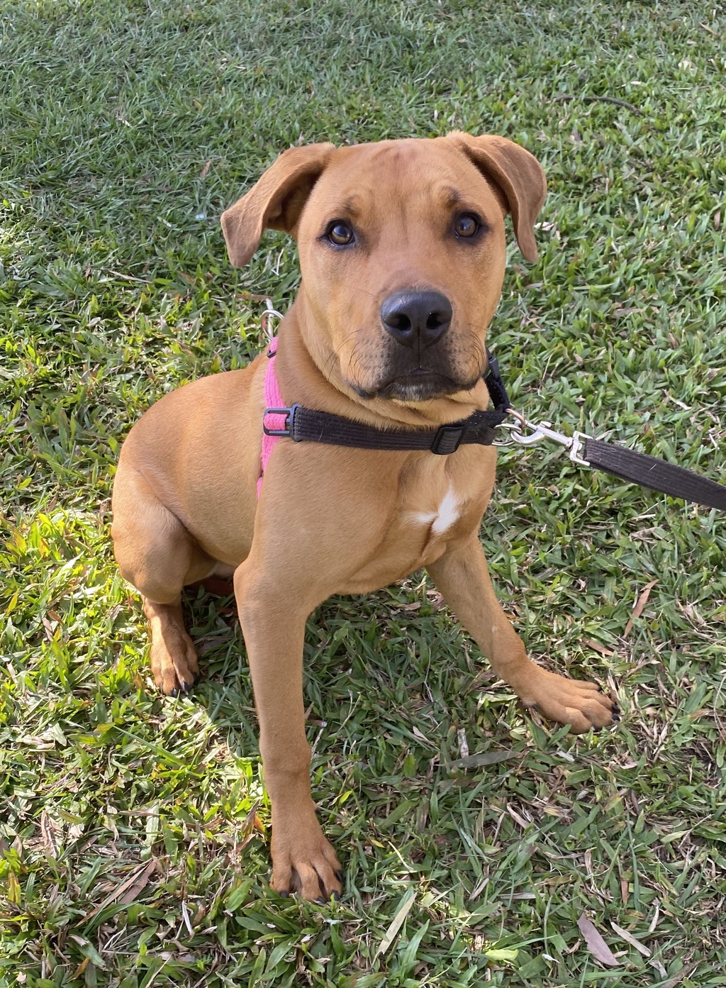 Carter - Large Male Rhodesian Ridgeback Mix Dog in QLD - PetRescue