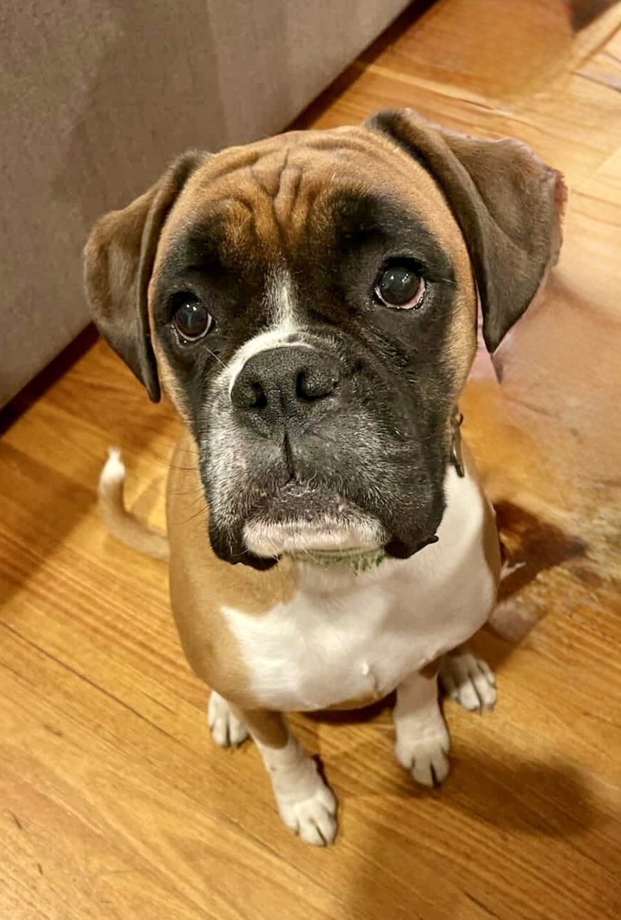 Dexter - Medium Male Boxer Dog in VIC - PetRescue