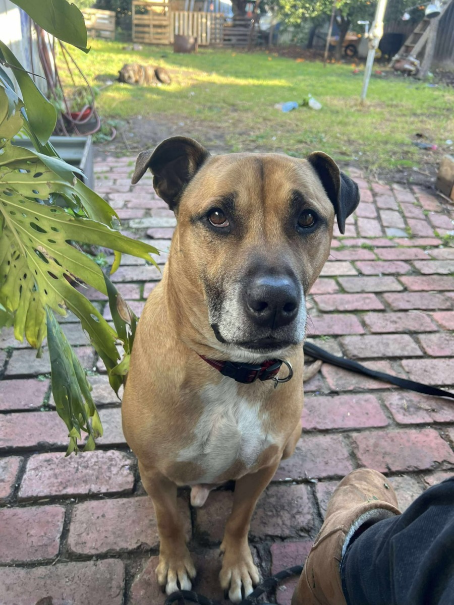 Hooch - Medium Male American Staffordshire Terrier Dog in VIC - PetRescue
