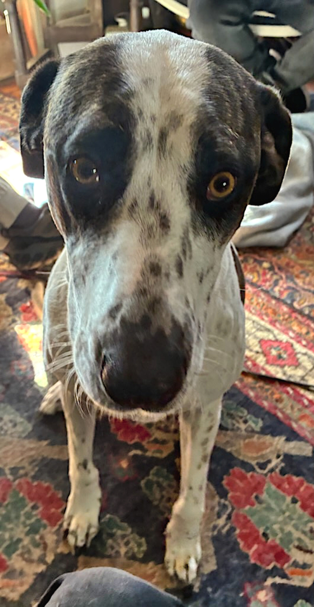 Pepper - Large Male Great Dane x Pointer Mix Dog in NSW - PetRescue