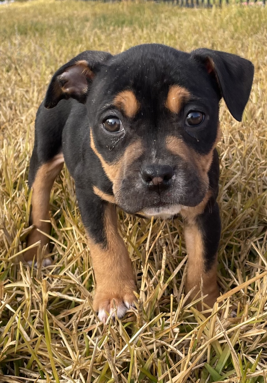 Abby - Medium Female Staffordshire Bull Terrier Mix Dog in NSW - PetRescue