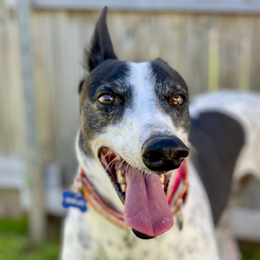 Snowflake The Greyhound - Large Female Greyhound Dog in NSW - PetRescue