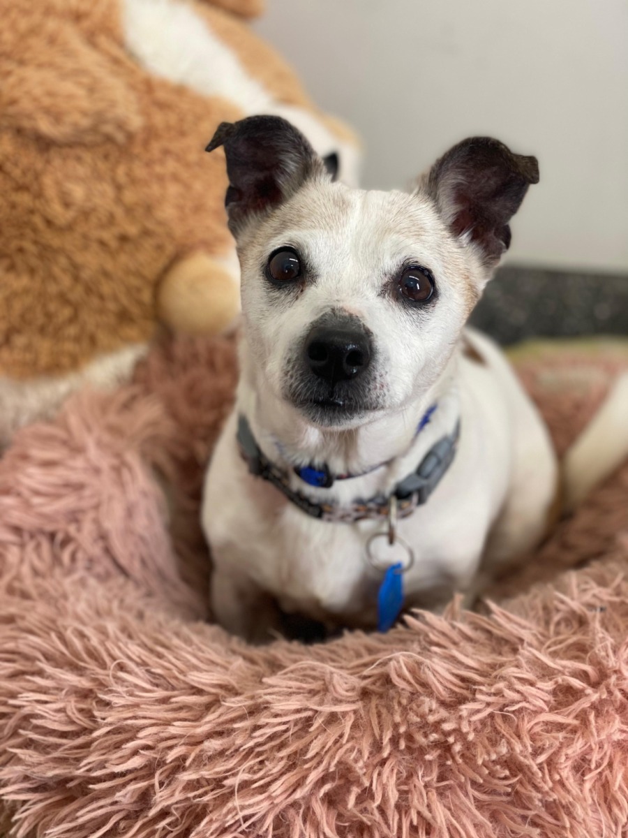 Pixie - Small Female Jack Russell Terrier Dog in VIC - PetRescue