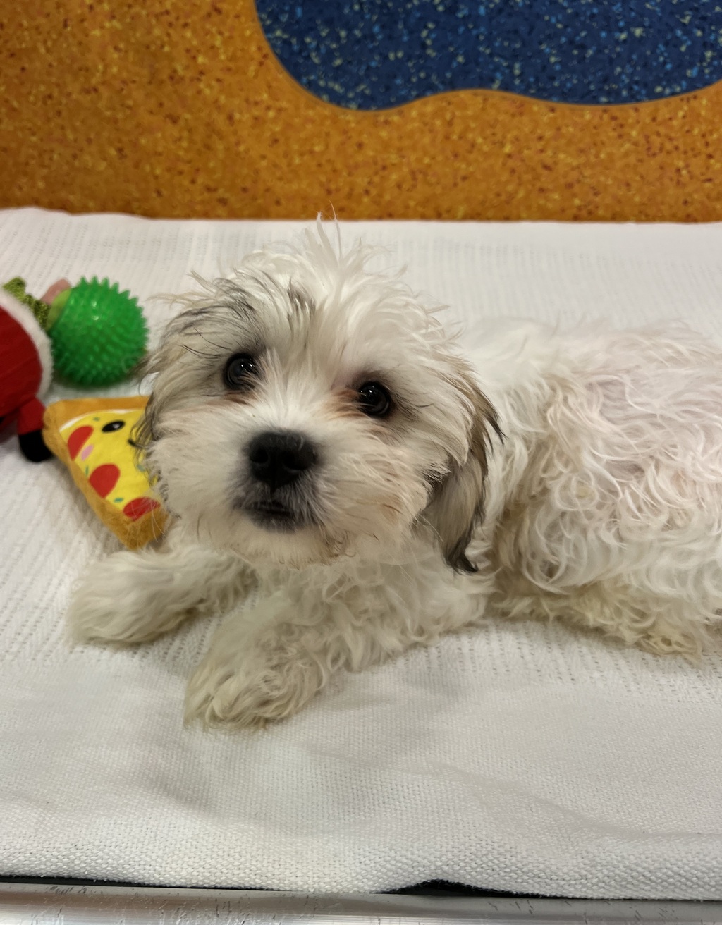 Winnie - Small Female Maltese Terrier Mix Dog in QLD - PetRescue