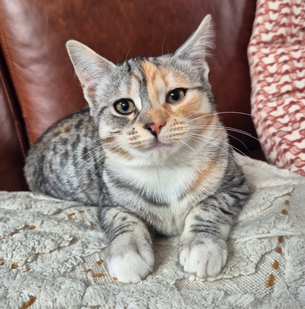 Star - Female Domestic Short Hair (DSH) Mix Cat in WA - PetRescue
