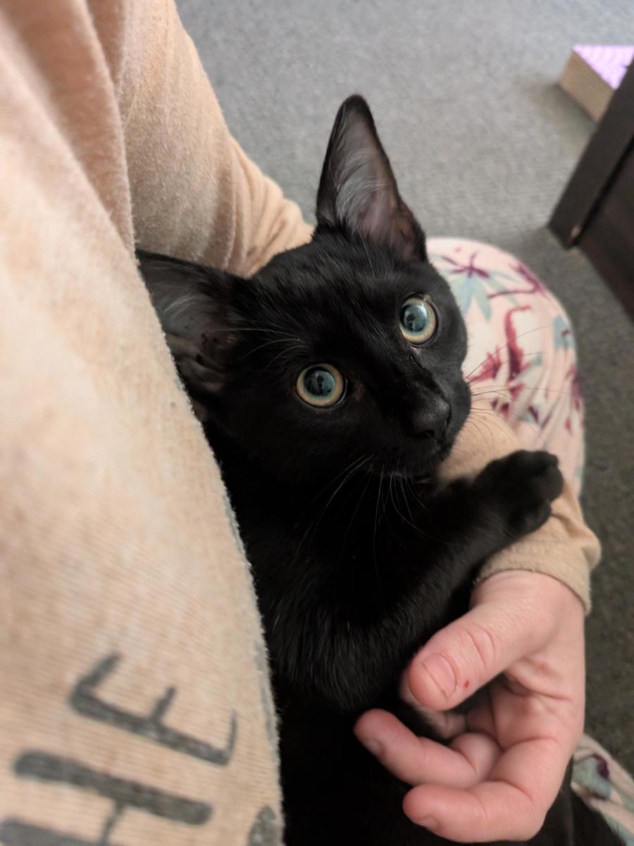 Morpheus - Male Domestic Short Hair (DSH) Cat in NSW - PetRescue