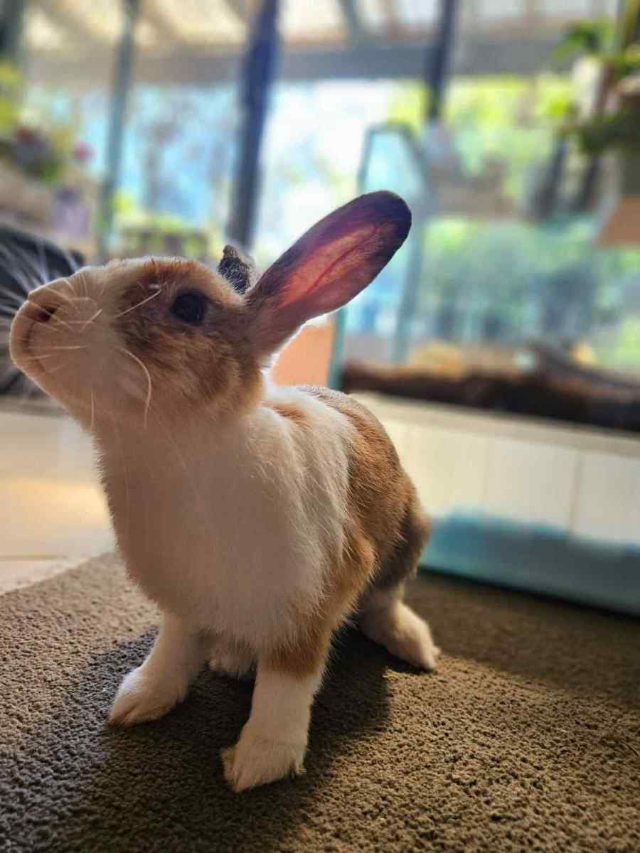 Cara - Female Netherland Dwarf Mix Rabbit in NSW - PetRescue