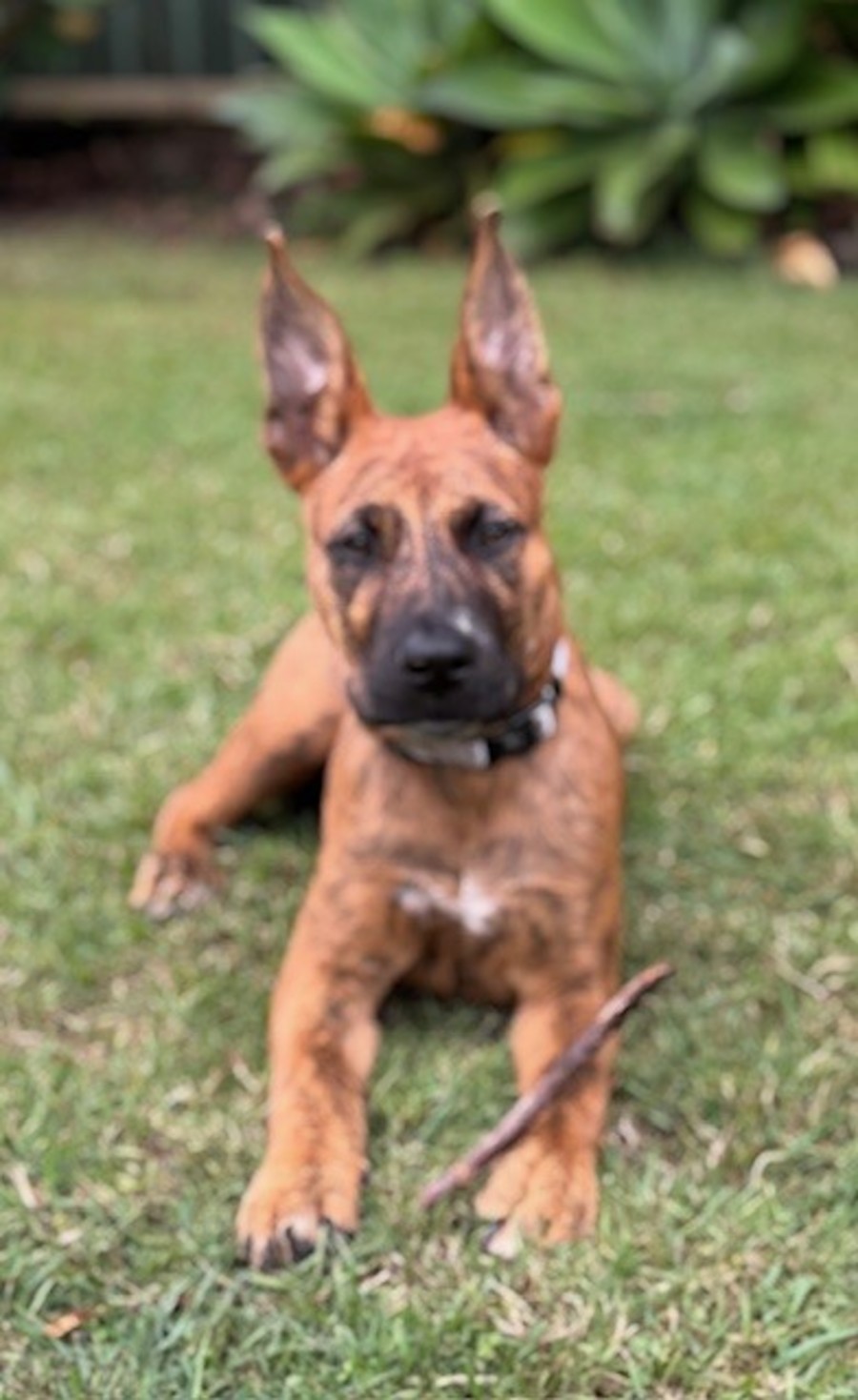 D1134 Jazzy - Medium Female German Hunting Terrier Mix Dog in NSW - PetRescue