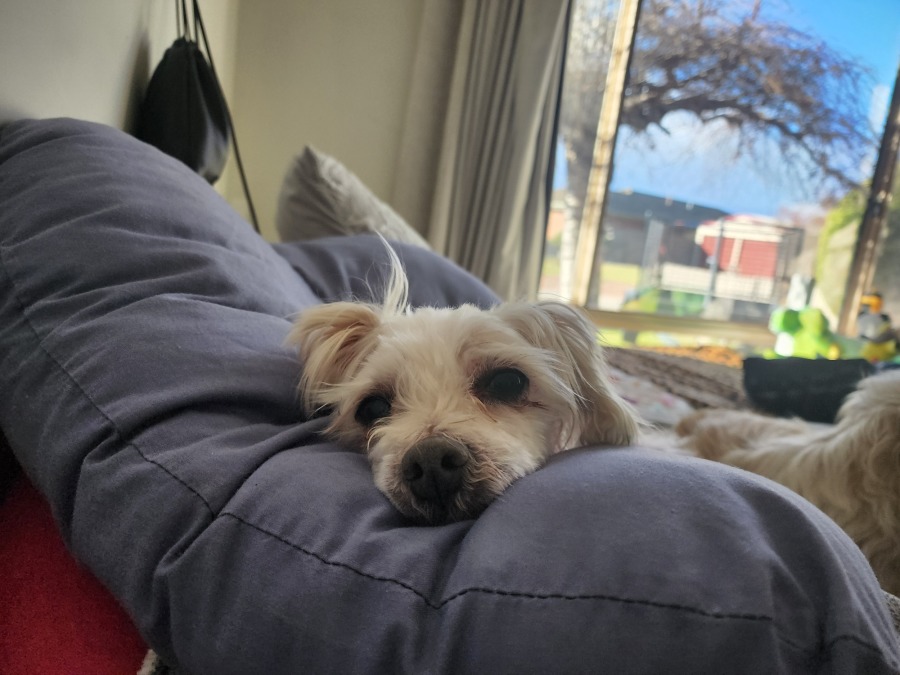 Barbara - Small Female Maltese x Shih Tzu Mix Dog in VIC - PetRescue