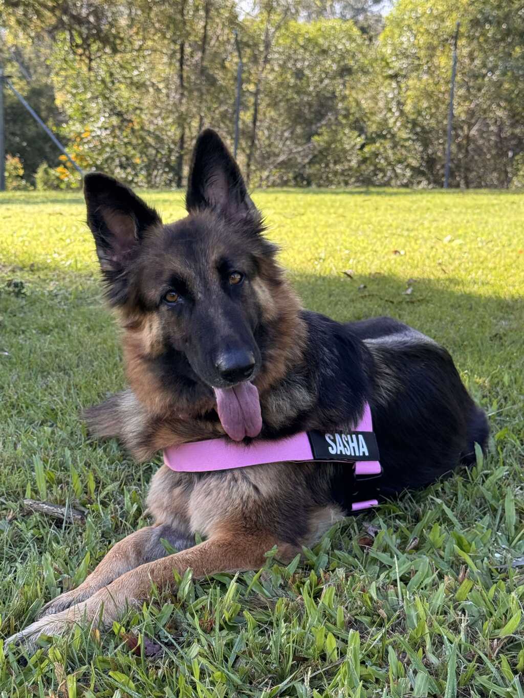 Sasha - Large Female German Shepherd Mix Dog in QLD - PetRescue