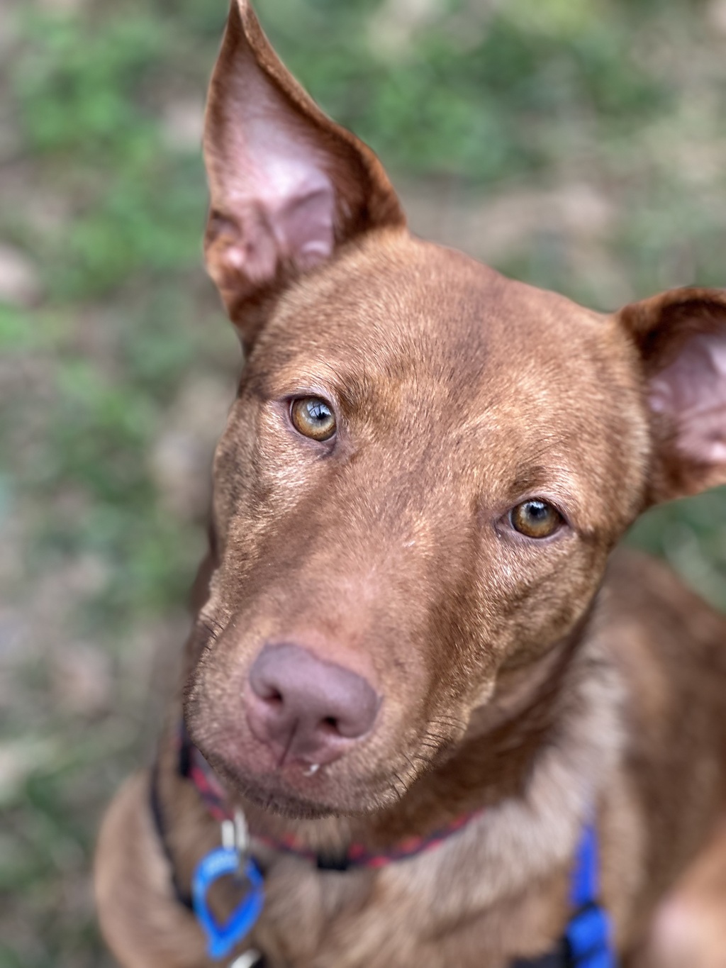 Siri - Medium Female Kelpie Mix Dog in QLD - PetRescue