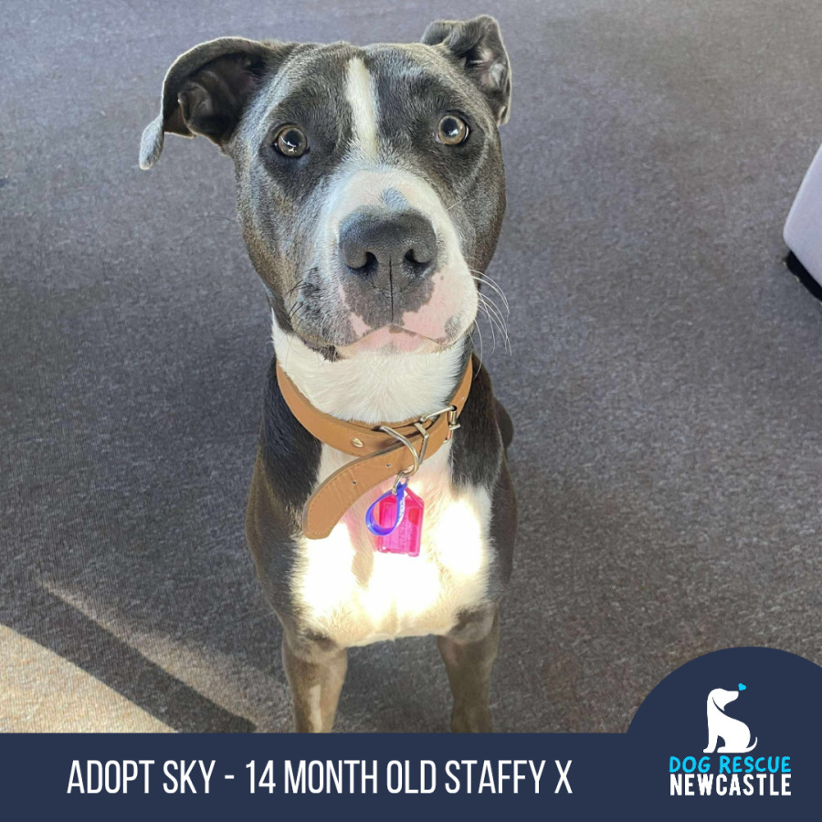 Sky - 14 Month Old Staffy X - Medium Female American Staffordshire Terrier Mix Dog in NSW ...